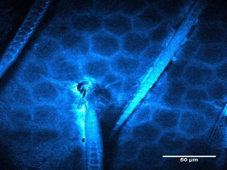 LEO Science and Wellman Centre to develop imaging technology and ...