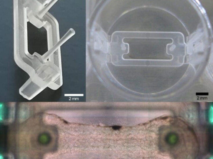 3D bioprinting platform engineers muscle and tendon tissue - Medical ...