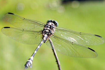 Dragonfly-inspired implants to address post-surgery infection