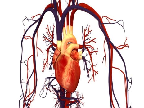Ancora Heart receives FDA approval for CorCinch-HF pivotal study